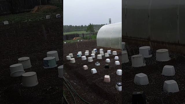 Спаслись от града. 
#деревня #деревенскаяжизнь #огород #сад #погода #град