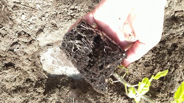 Простой способ высадки томатов в теплицу, чтобы рассада хорошо прижилась