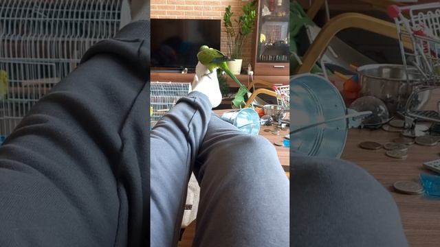 Сегодня Яша очень злой.