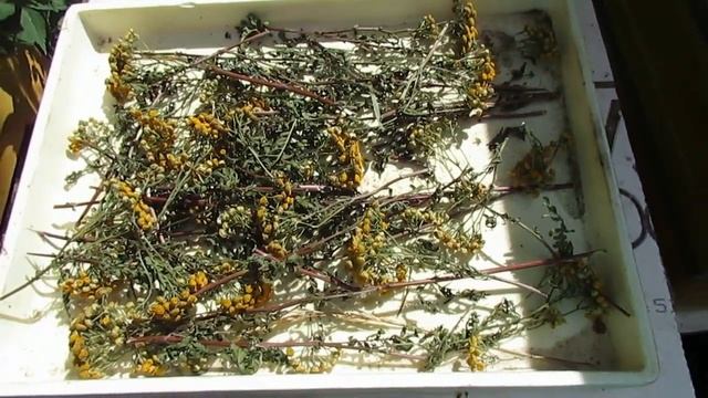 август на пасеке - 263 клеща упало за 7 дней, в период медосбора, от пижмы положенной в дно улья