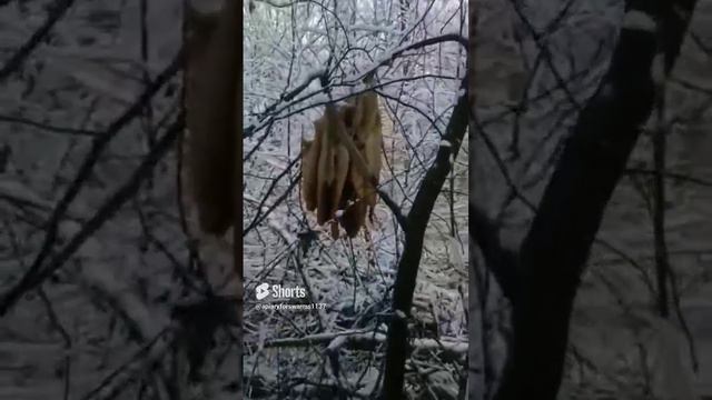 Зимовка пчёл на воле.