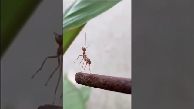 Грустная история про трёх друзей