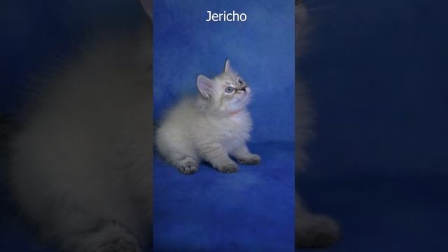 Помет "J" / 7 недель / питомник "Маскарадный вальс"