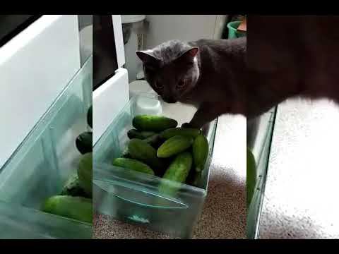 Кот и его огурец. Сat and his cucumber. :)