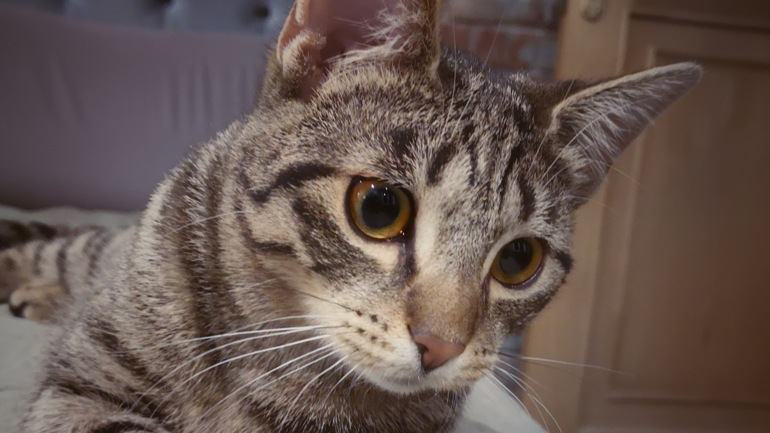 Дорога домой. ШПУРИК