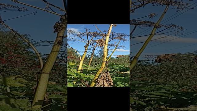 VID_20230821_084656 Борщевик