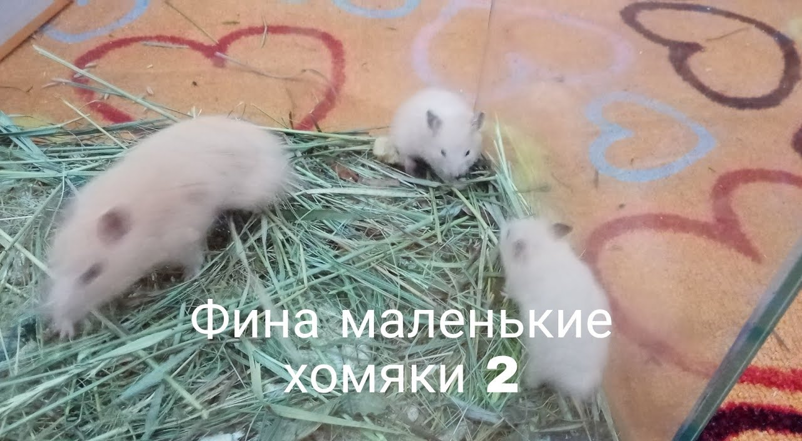 Фина маленькие хомяки 2