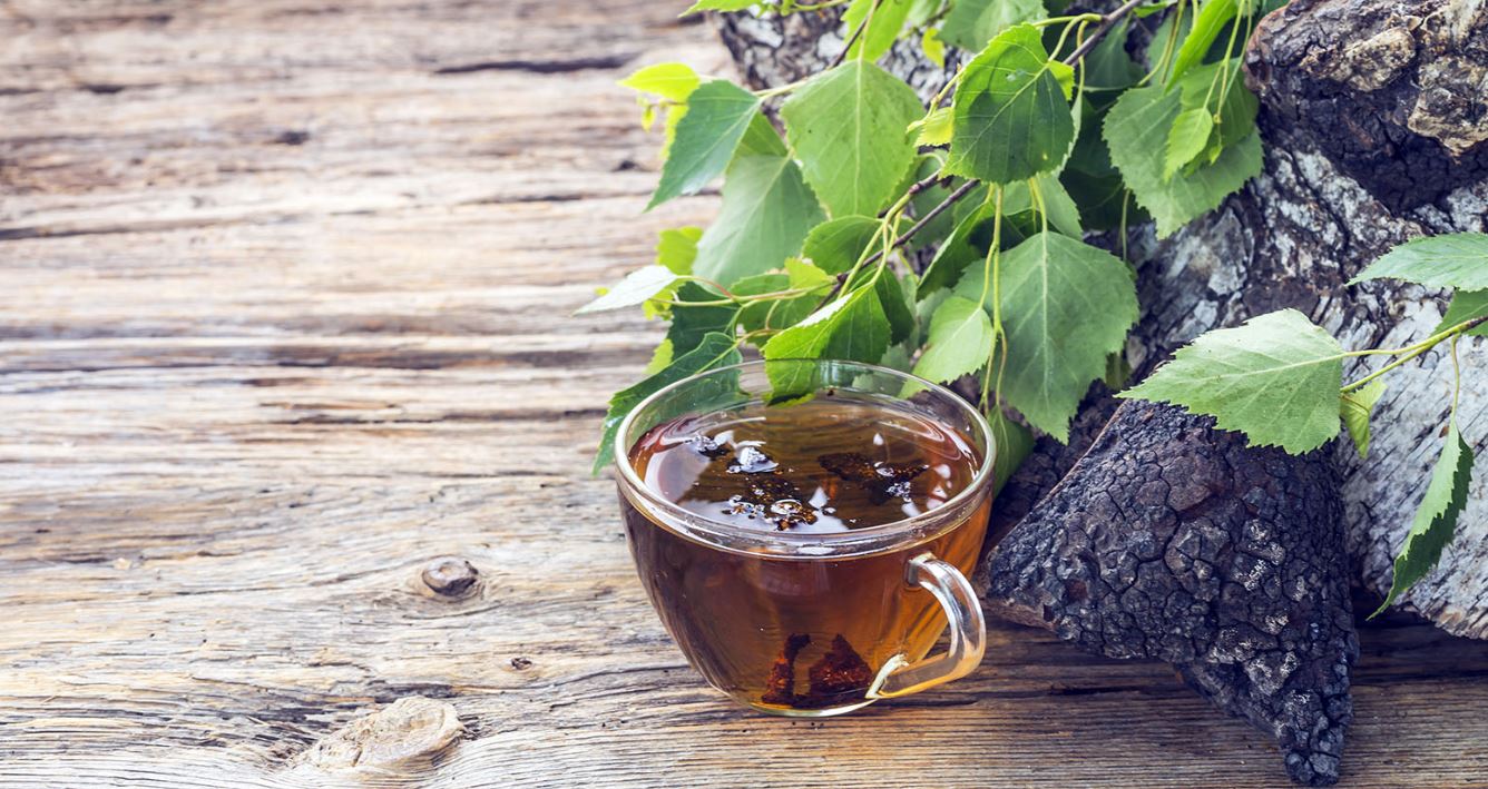 Чага против вирусов и рака