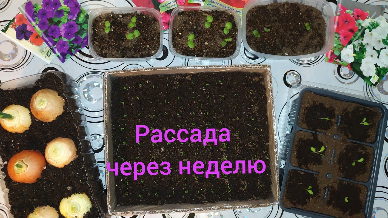 Порадовала 100% всхожесть петунии.mp4