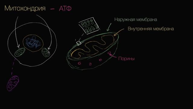 Митохондрия (видео 7)   Строение клетки   Биология.mp4