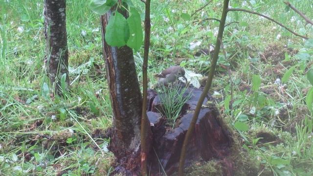 Мухоловка треплет гусеницу