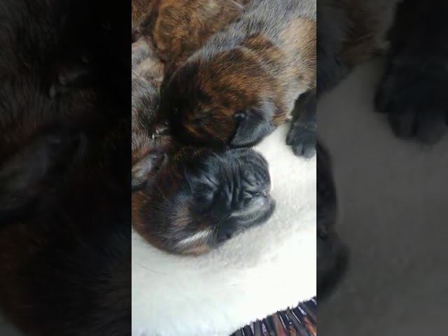 Щенки немецкого боксера "Н" - помет "в Зените Удачи". 5 дней.