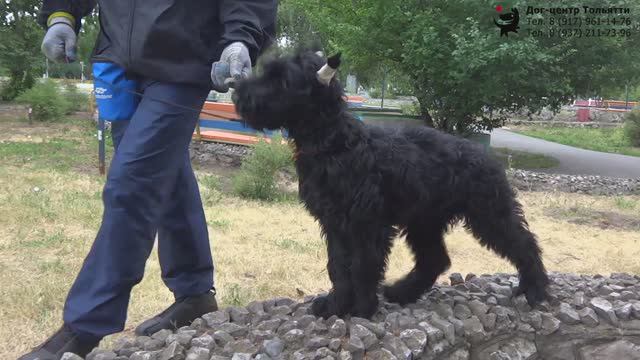 Физкультура для собаки: прогулка по гравию и щебенке. Шигаев Роман и ризеншнауцер Куба. Тольятти.