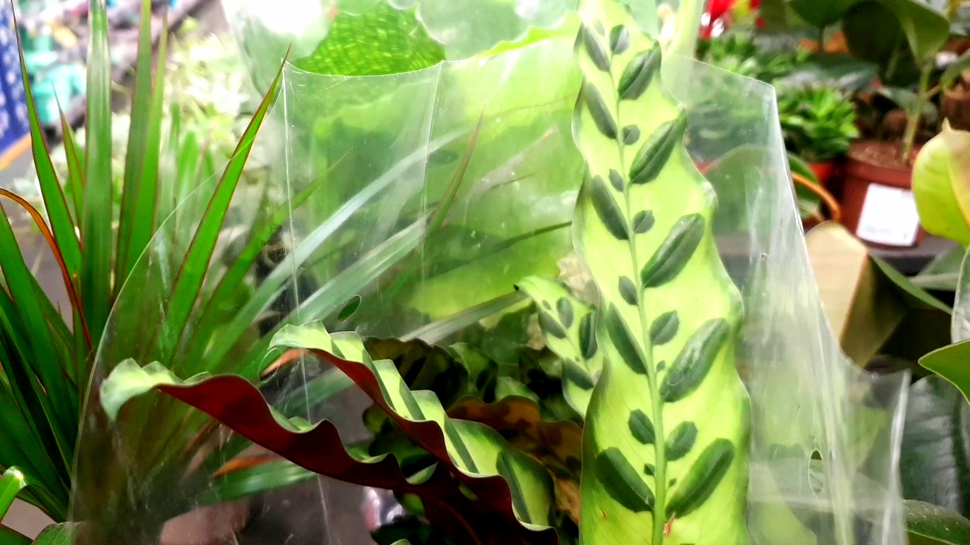 ?ЛЕНТА?Вот так Сюрприз⚘Снова Появились Цветы?