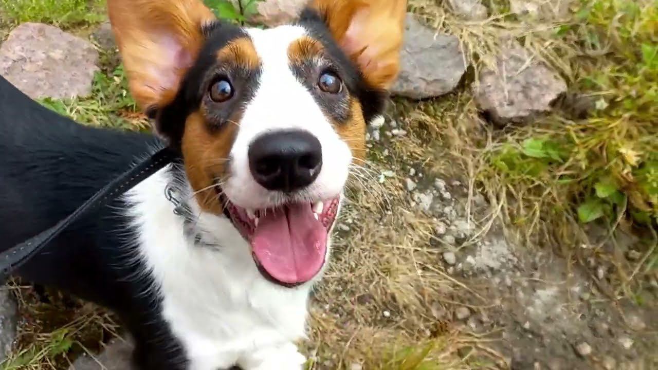 Щенок вельш корги кардигана Санта на прогулке.