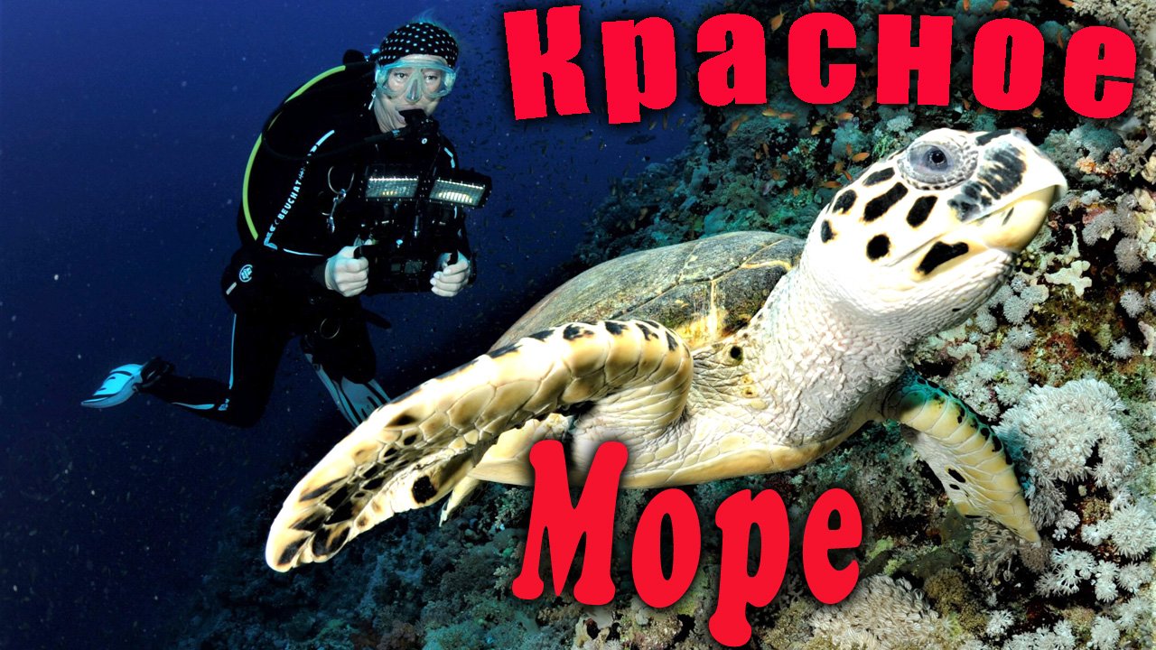 Красное море. Египет. Дайвинг. Май 2021.