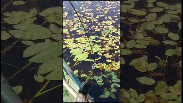 Ловля змееголова на лягушку 80 мм (25 гр) от Mr. Musurok