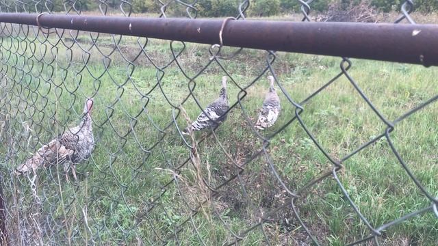 Соседские индейки пришли к нам в гости