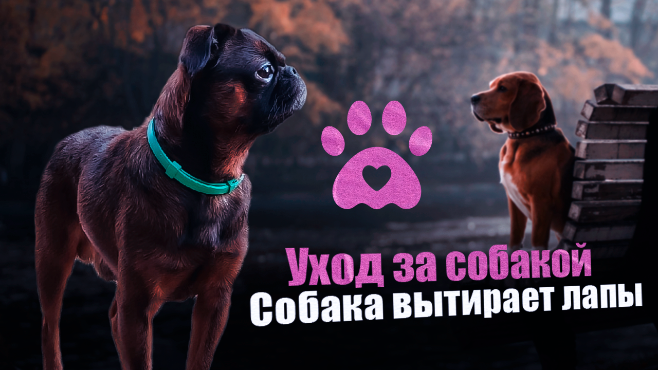 Мытьё лап и команда _вытирайся_. Собака пти-брабансон
