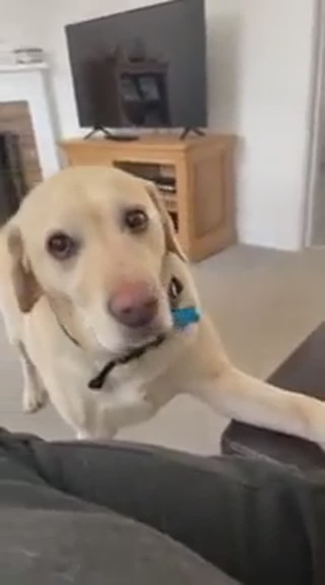 Пес не рад, что парень сидит на его месте