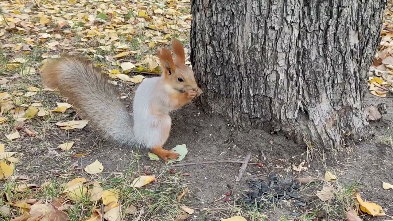 Бельчонок у дома.