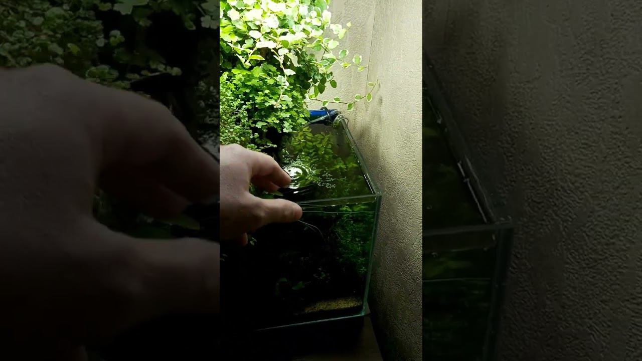 Финальный вид инсулариума. #аквариум #акваскейп #аквариумдома