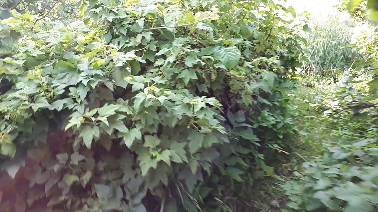 Тосно 04.07.2019