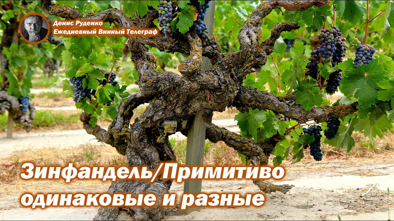 Зинфандель/Примитиво - одинаковые и разные!