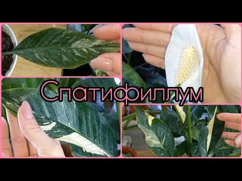 Женское счастье?СПАТИФИЛЛУМ Домино ЦВЕТЕТ?Проявляет красивую вариегатность и не портит листья.Уход