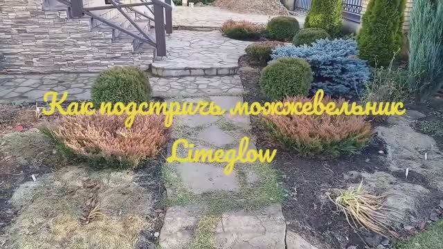 Как подстричь горизонтальный можжевельник Лаймглоу и не испортить его_