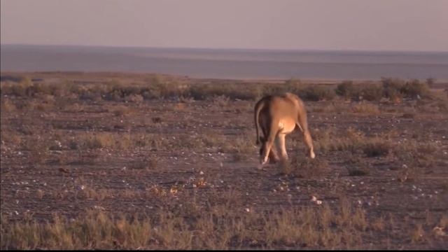 лев vs медоед! Бои животных в реальной жизни! Неожиданный исход поединка