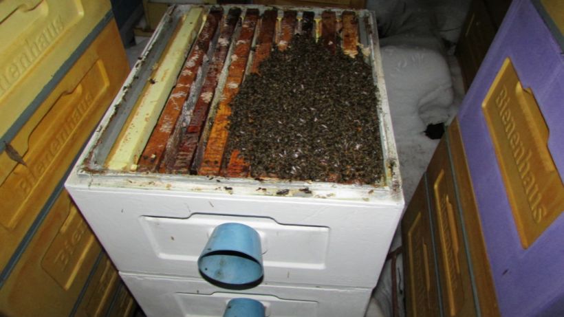 в январе активные пчелы в летке одной из семей, посмотрел клуб , увеличил верхнюю вентиляцию