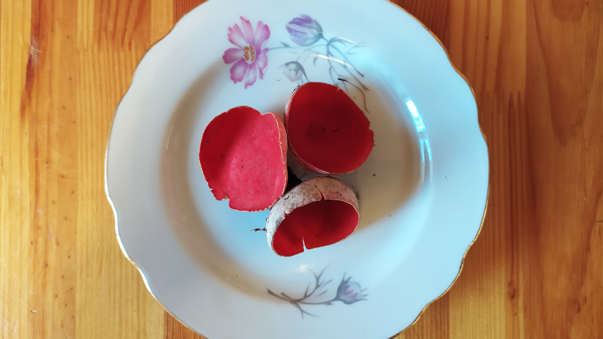 Саркосцифа австрийская (Sarcoscypha austriaca). Гриб в лесу, при приготовлении и на вкус.