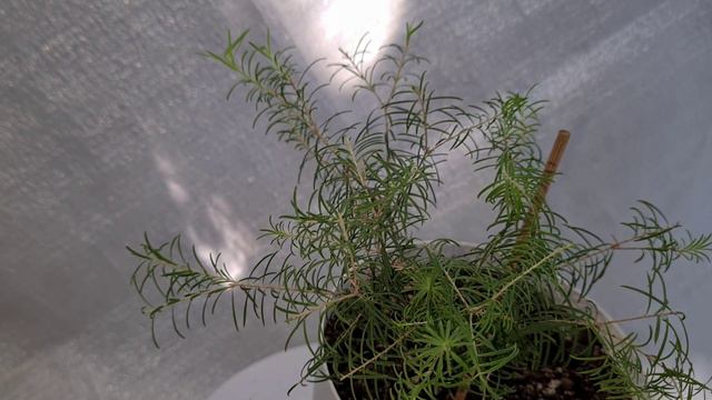 Мелалеука альтернифолия новый