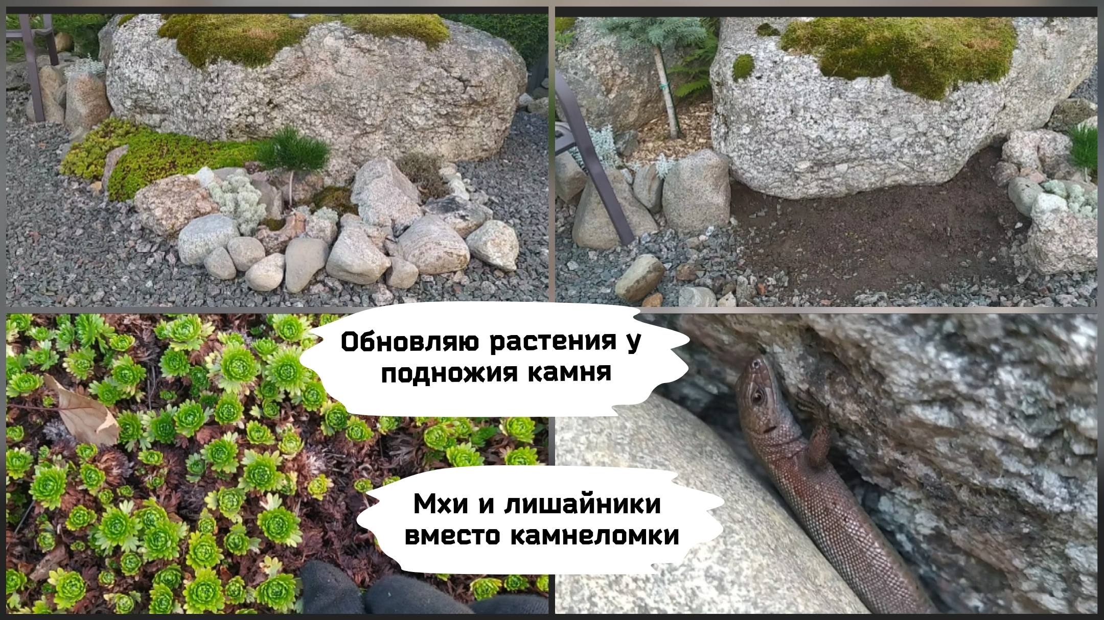 Обновляю растения у подножия камня. Мхи и лишайники вместо камнеломки.