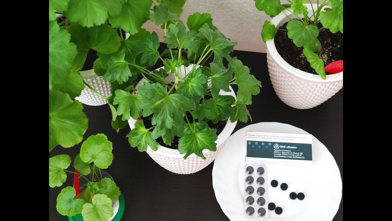 Скорая помощь для пеларгоний в зимний период