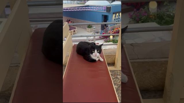 Кот отдыхает в баре отеля El Karma 4* в Египте 🐈