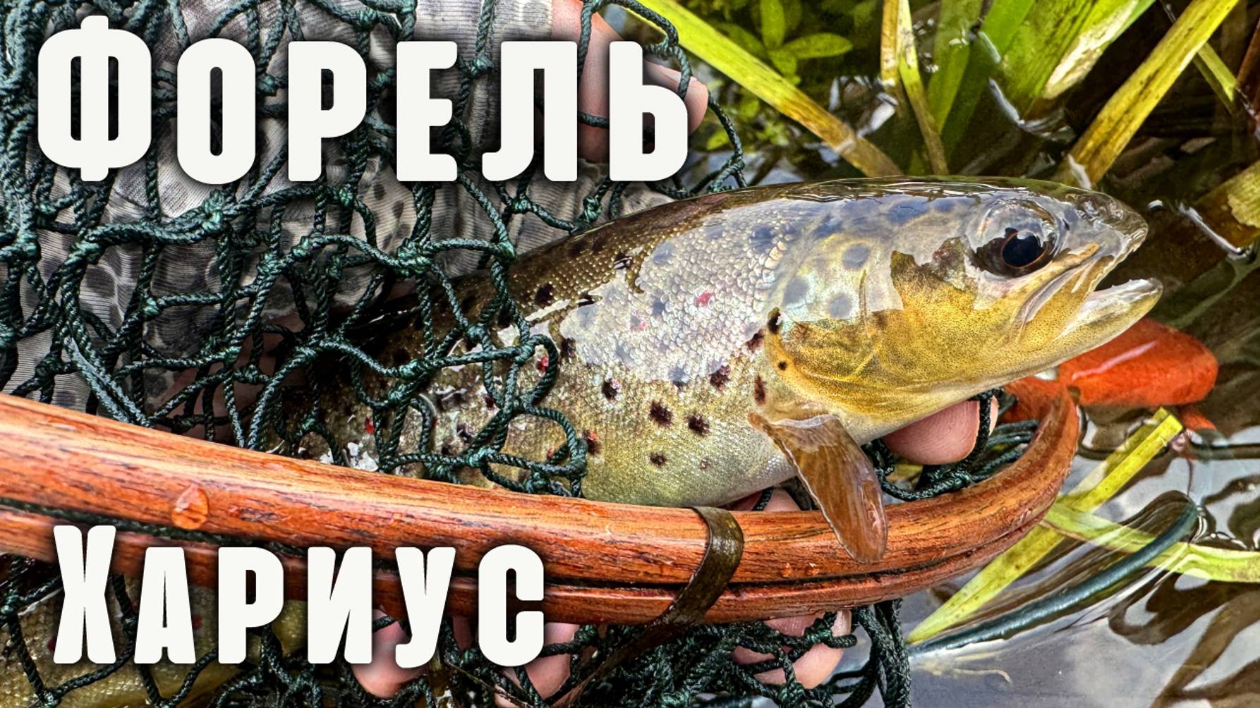 Осенняя форель и хариус. Рыбалка в Ленинградской области. Сентябрь 2024.