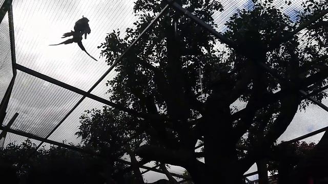 В Лоро Парке .Канары. о. Тенерифи