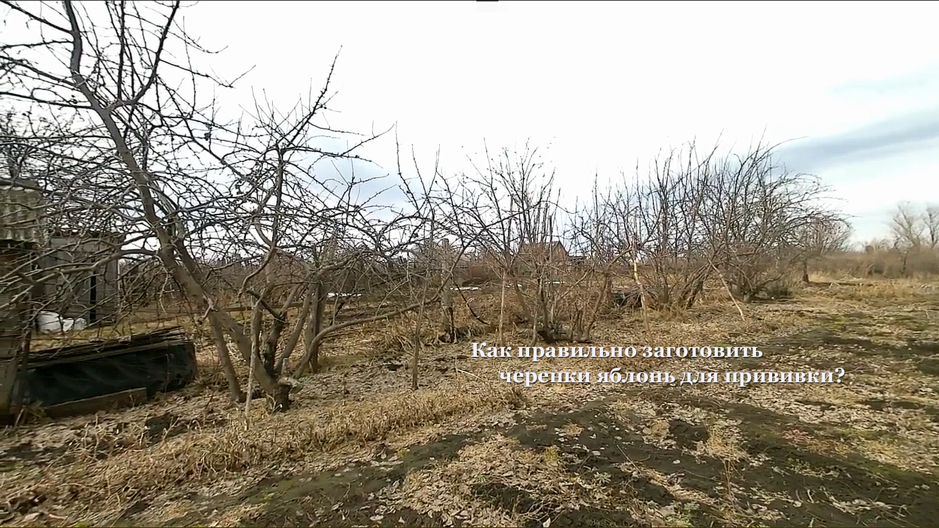 Прививка яблонь. Как правильно заготовить черенки для прививки.