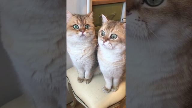 Кто ел печенюшки?