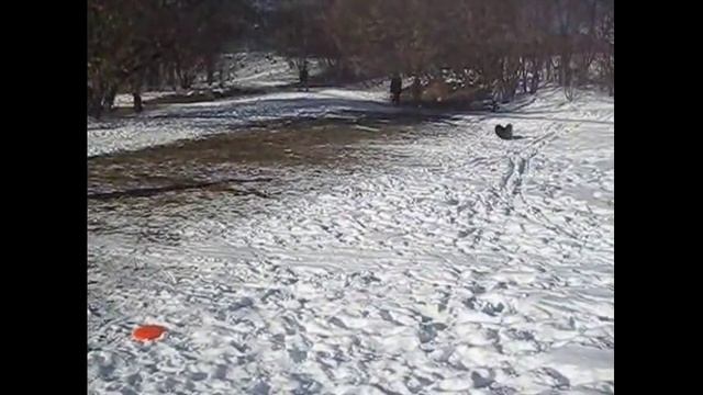 Вебстайл 2017 Оксана и шелти Юстас.mp4