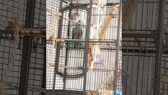 Жако издает прикольные звуки