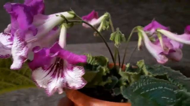 DS - В АЖУРЕ, стрептокарпус