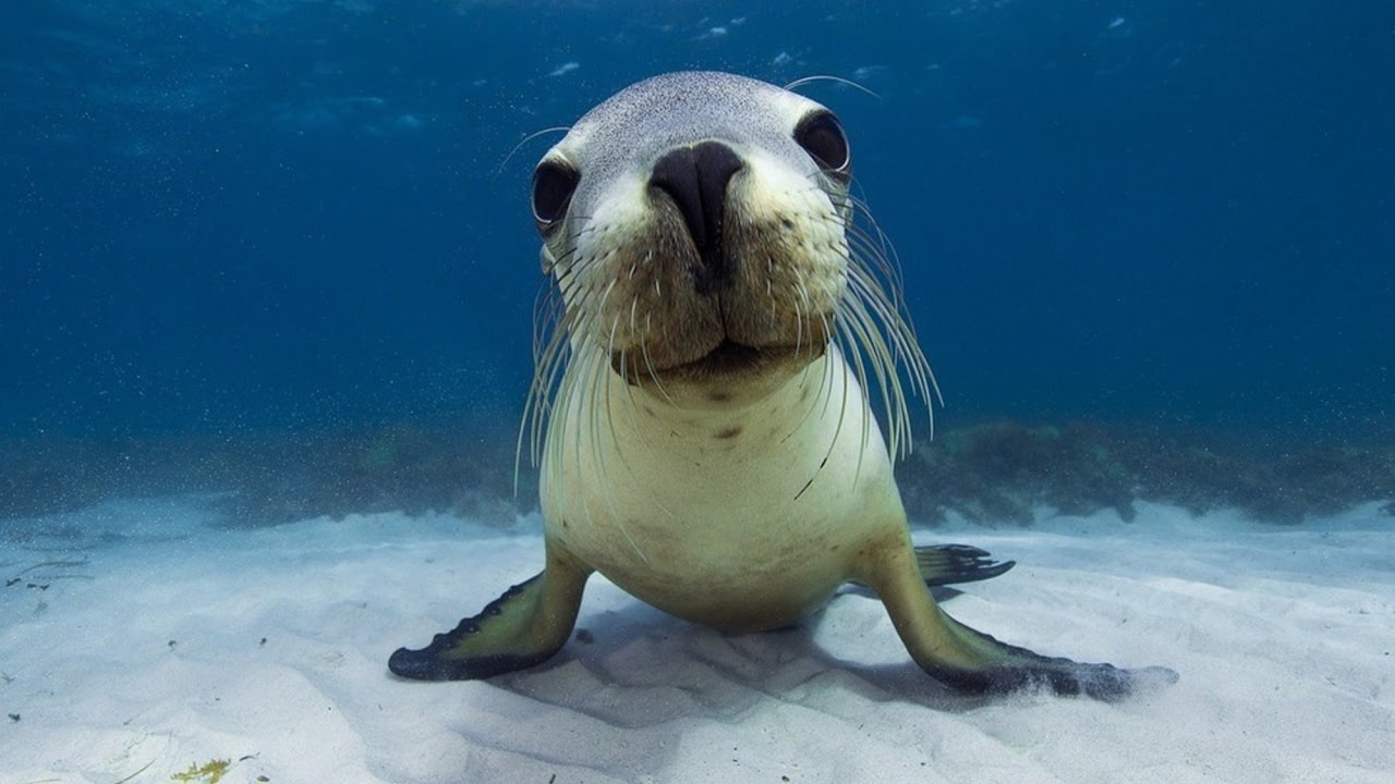 Приятная музыка для снятия усталости и грусти в компании морских животных .