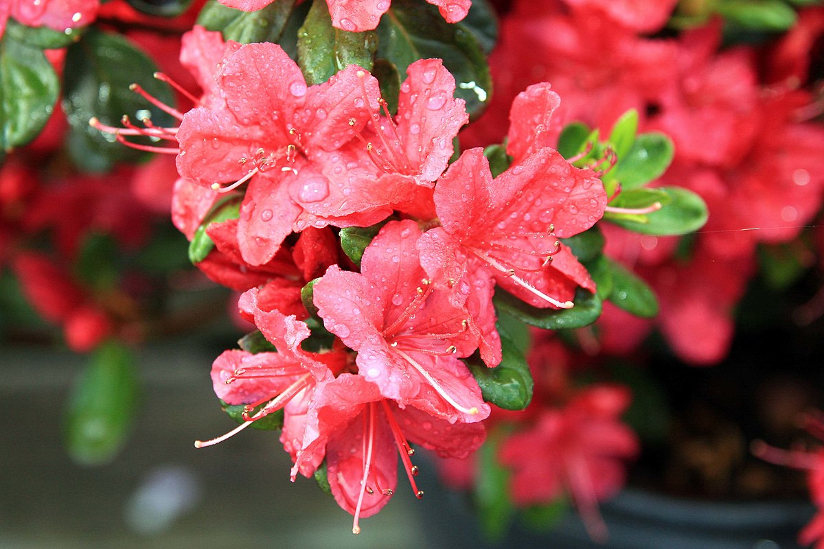 Цветок имени Тамара – рододендрон.mp4