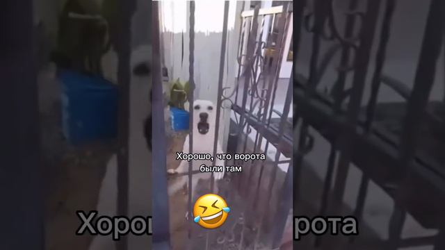 Опасный зверь! 😂😄😄