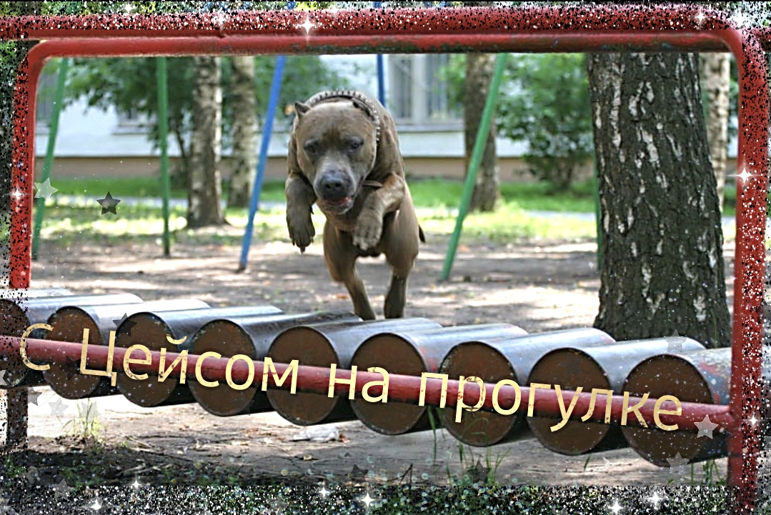 С Цейсом на прогулке