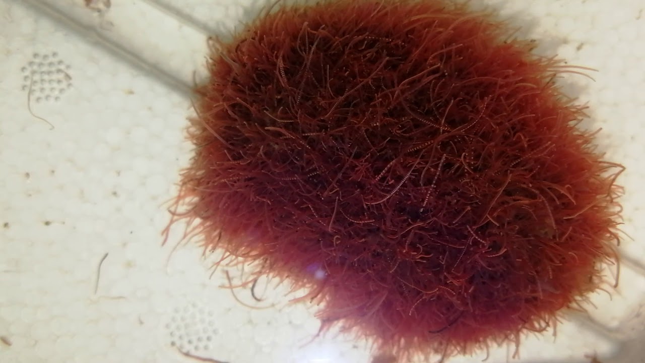 Живой корм для аквариумных рыб Артемия Live food for aquarium fish