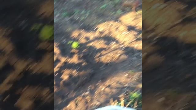 Лучше чем шашлык